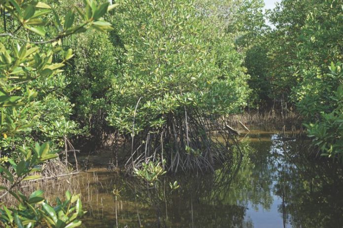 Setiu Wetlands: Terengganu's hidden eco-gem - Going Places by Malaysia ...