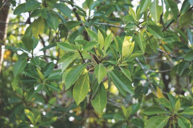 Setiu Wetlands: Terengganu's hidden eco-gem - Going Places by Malaysia ...