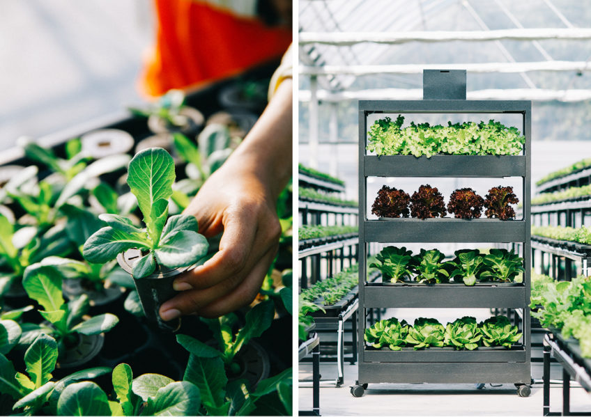 4 community farms championing the locavore movement in Malaysia - Going ...