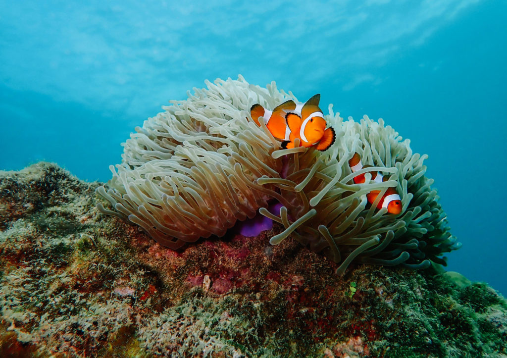 5 incredible dive spots in Sabah - Going Places by Malaysia Airlines