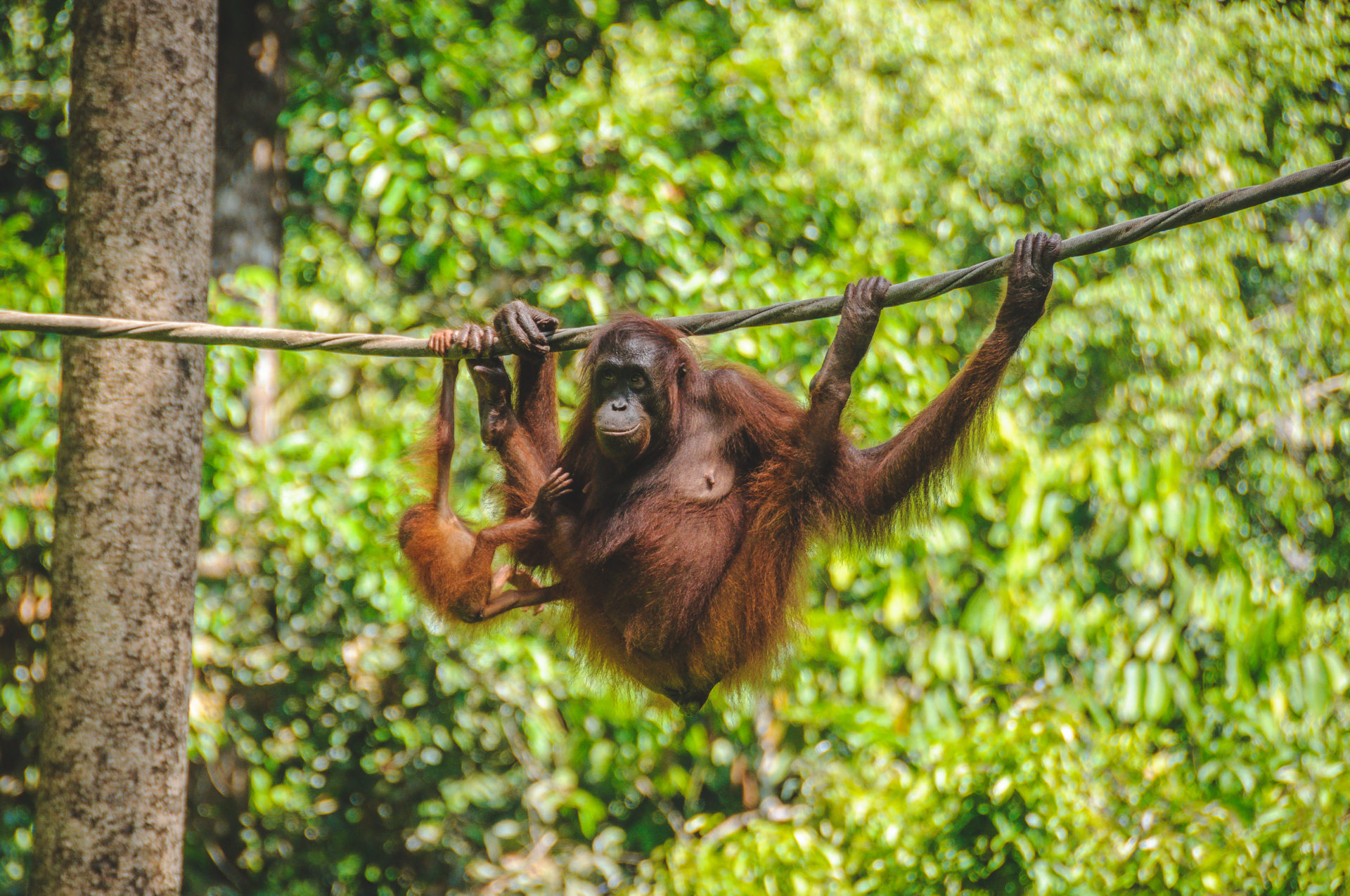 5 incredible wildlife sanctuaries in Malaysia - Going Places by ...