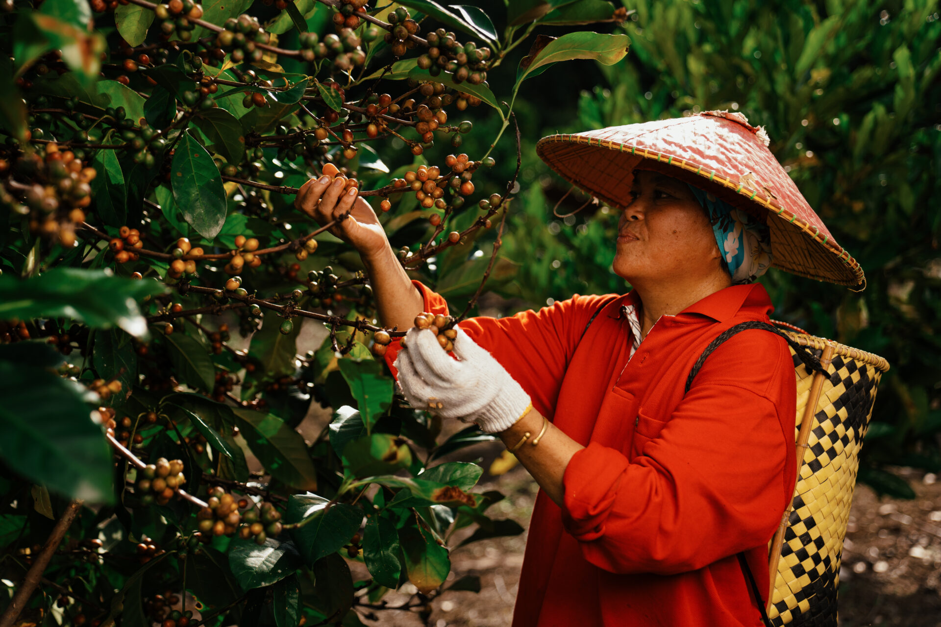 Why coffee farm homestays are a new reason to visit Sarawak - Going ...
